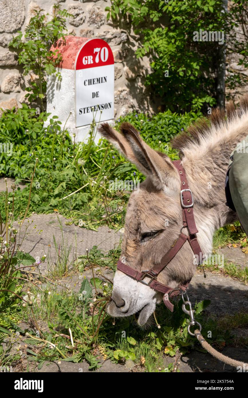 France, Lozere, Cheylard-l'Evêque, hiking with a donkey on the ...