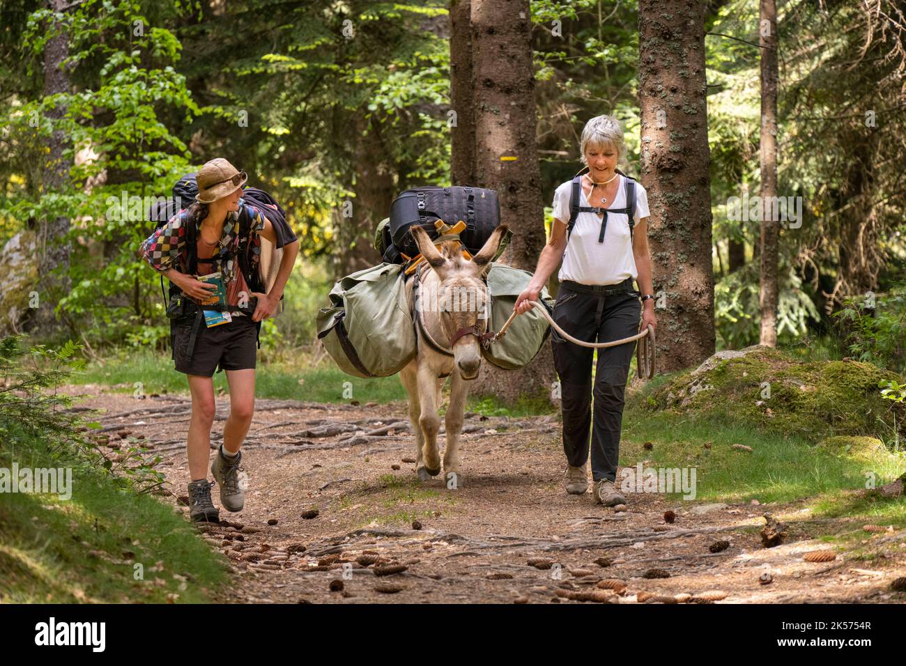 France, Lozere, Saint-Flour-de-Mercoire, Margeride forests, hiking with ...