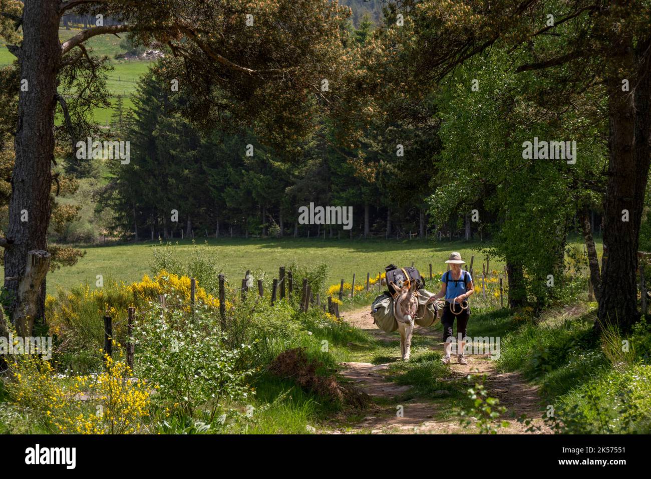 France, Lozere, Luc, hiking in the Gardille forest with a donkey on the ...