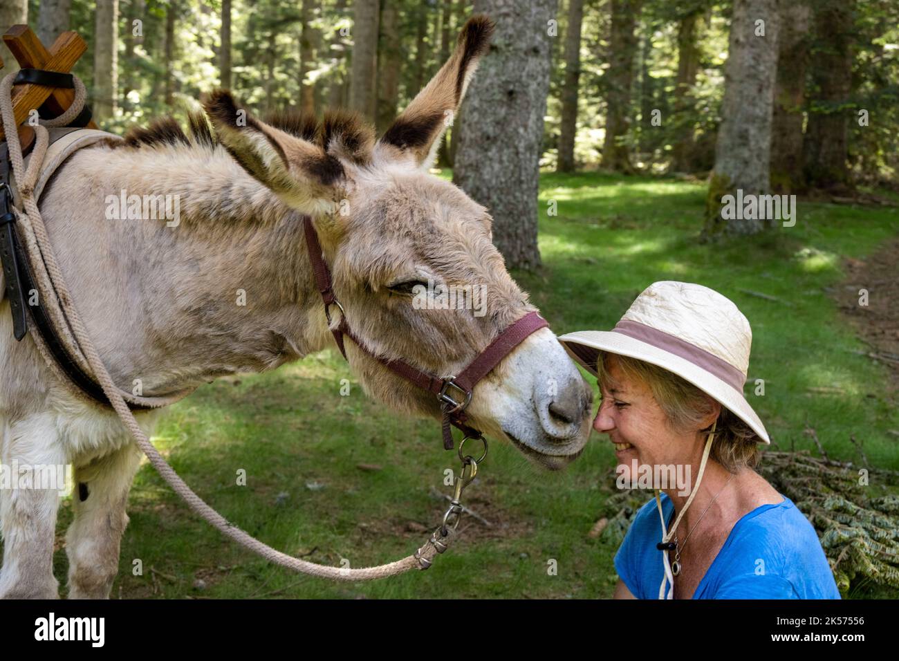 France, Lozere, Luc, hiking with a donkey on the Robert Louis Stevenson ...