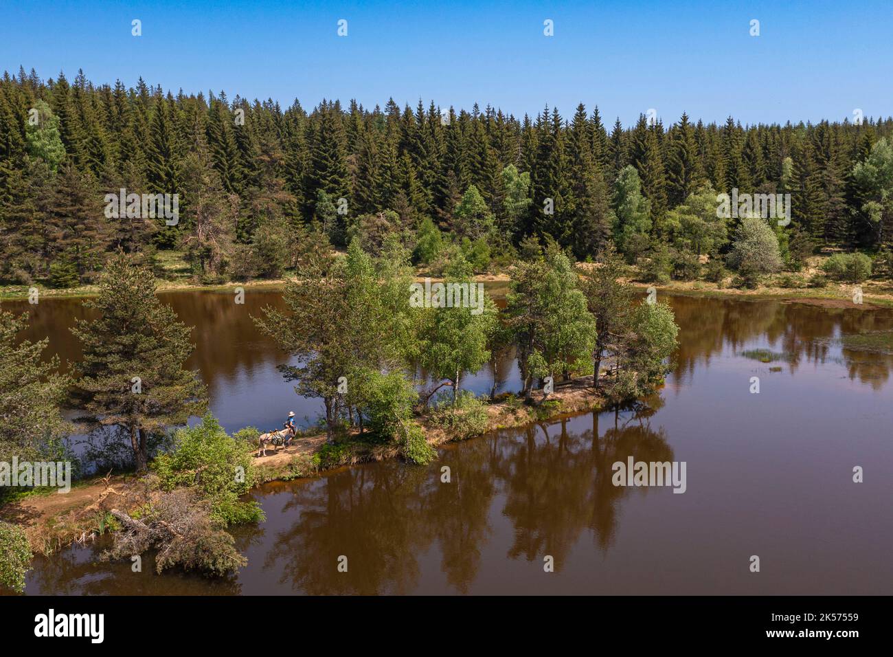 France, Lozere, Luc, hiking with a donkey on the Robert Louis Stevenson ...