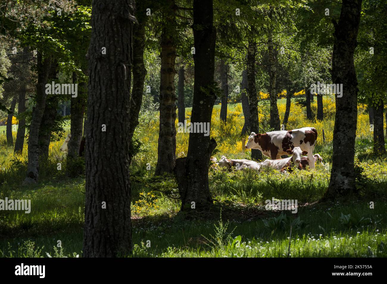 France, Lozere, Luc, hiking with a donkey on the Robert Louis Stevenson ...