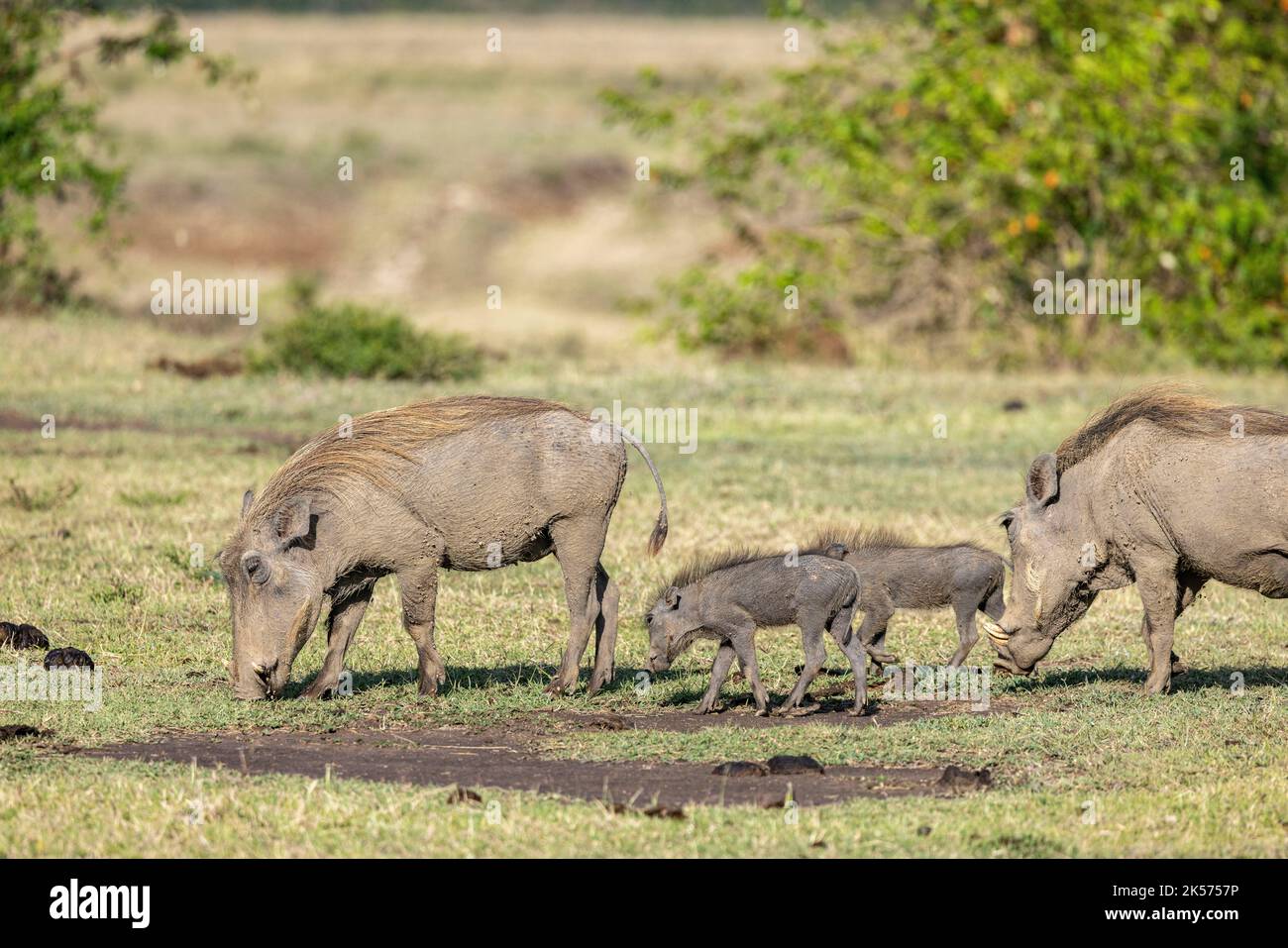 Kenya, Masai-Mara game reserve, warthog (Phaecochoerus aethiopicus ...