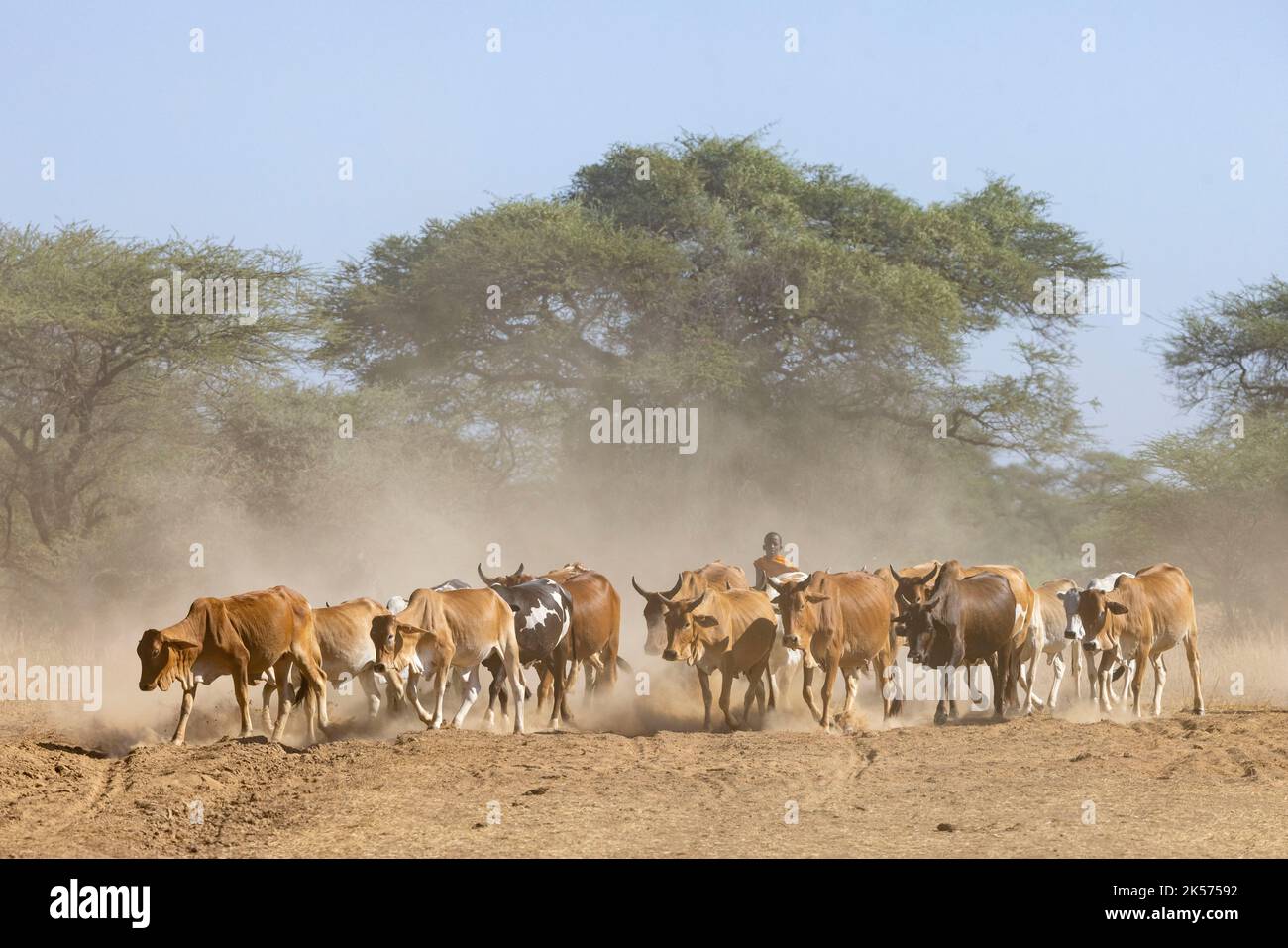 Cattle keeper hi-res stock photography and images - Alamy