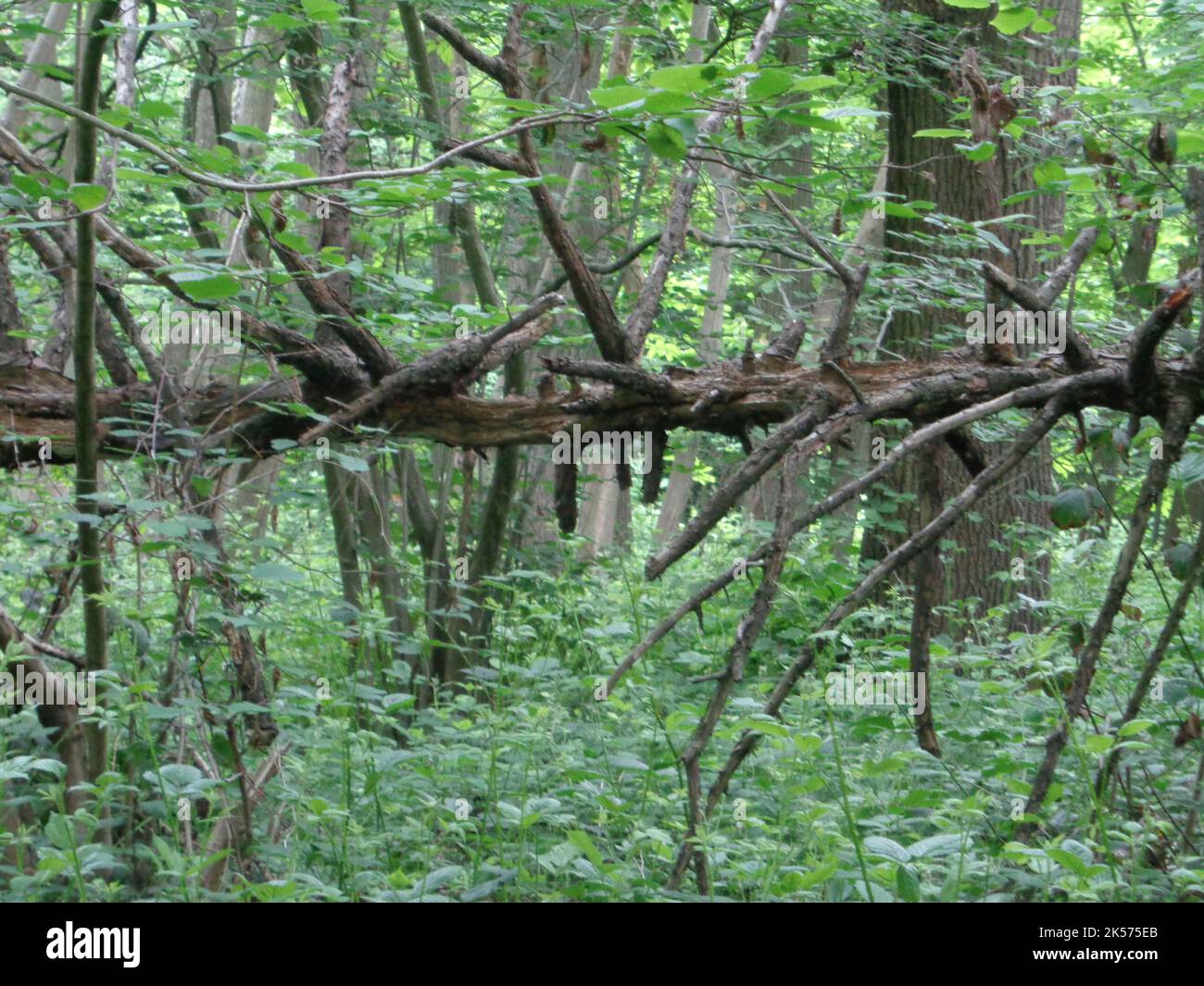 Intimate woodland landscapes demonstration patterns and textures in ...