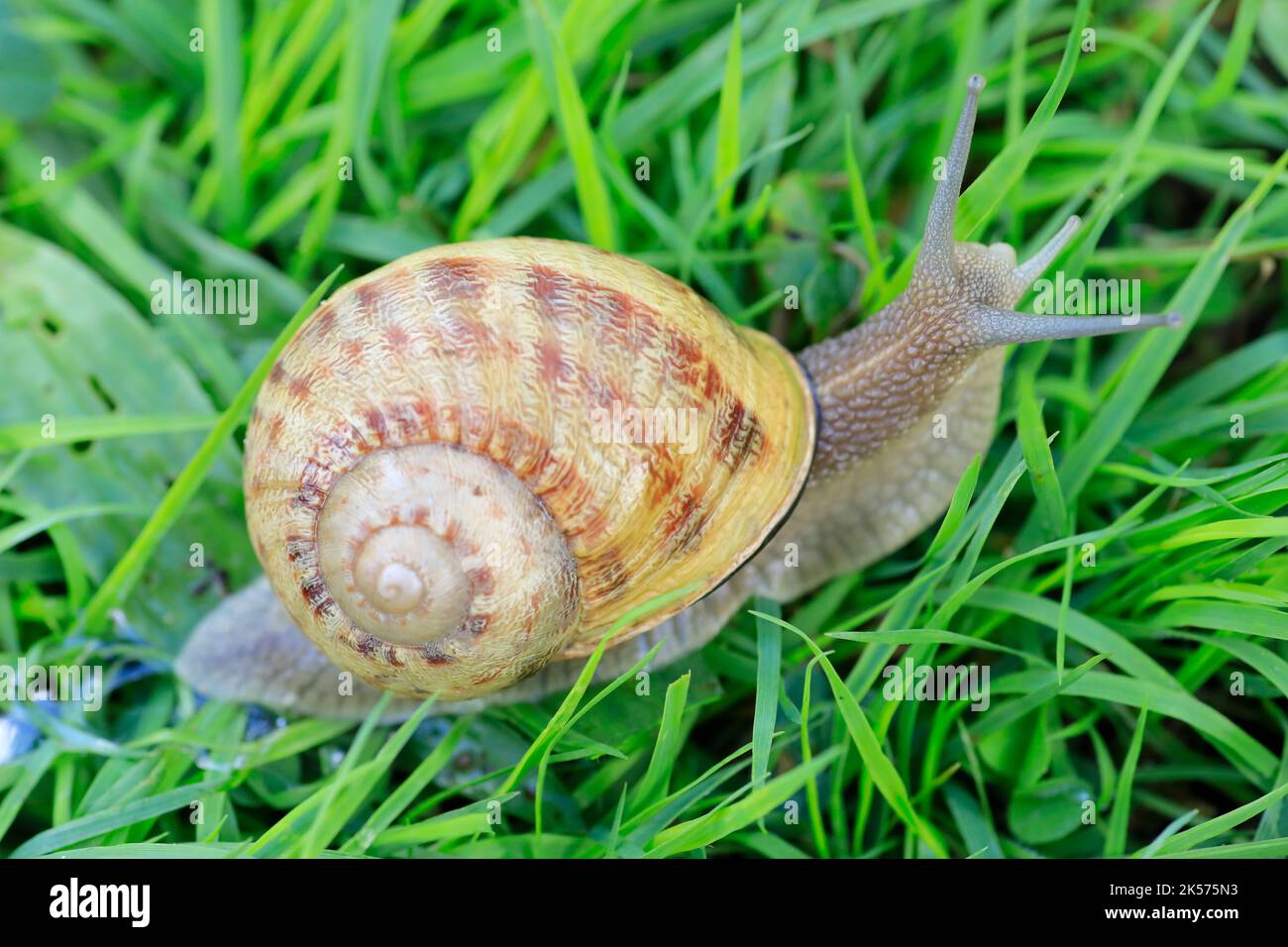 France, Cote d'Or, Auxois, Flavigny sur Ozerain (Most Beautiful ...