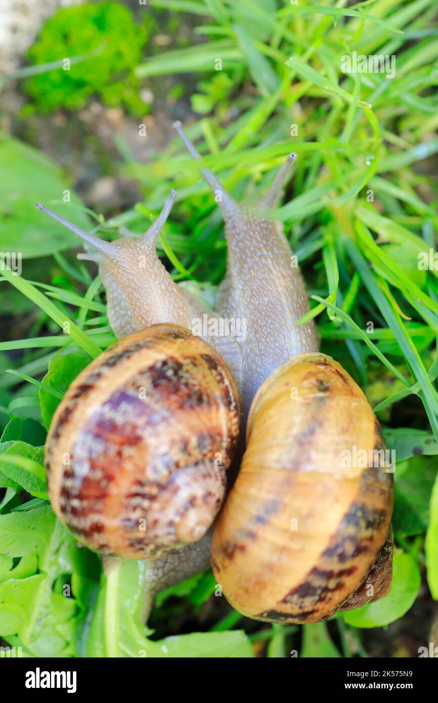 France, Cote d'Or, Auxois, Flavigny sur Ozerain (Most Beautiful ...
