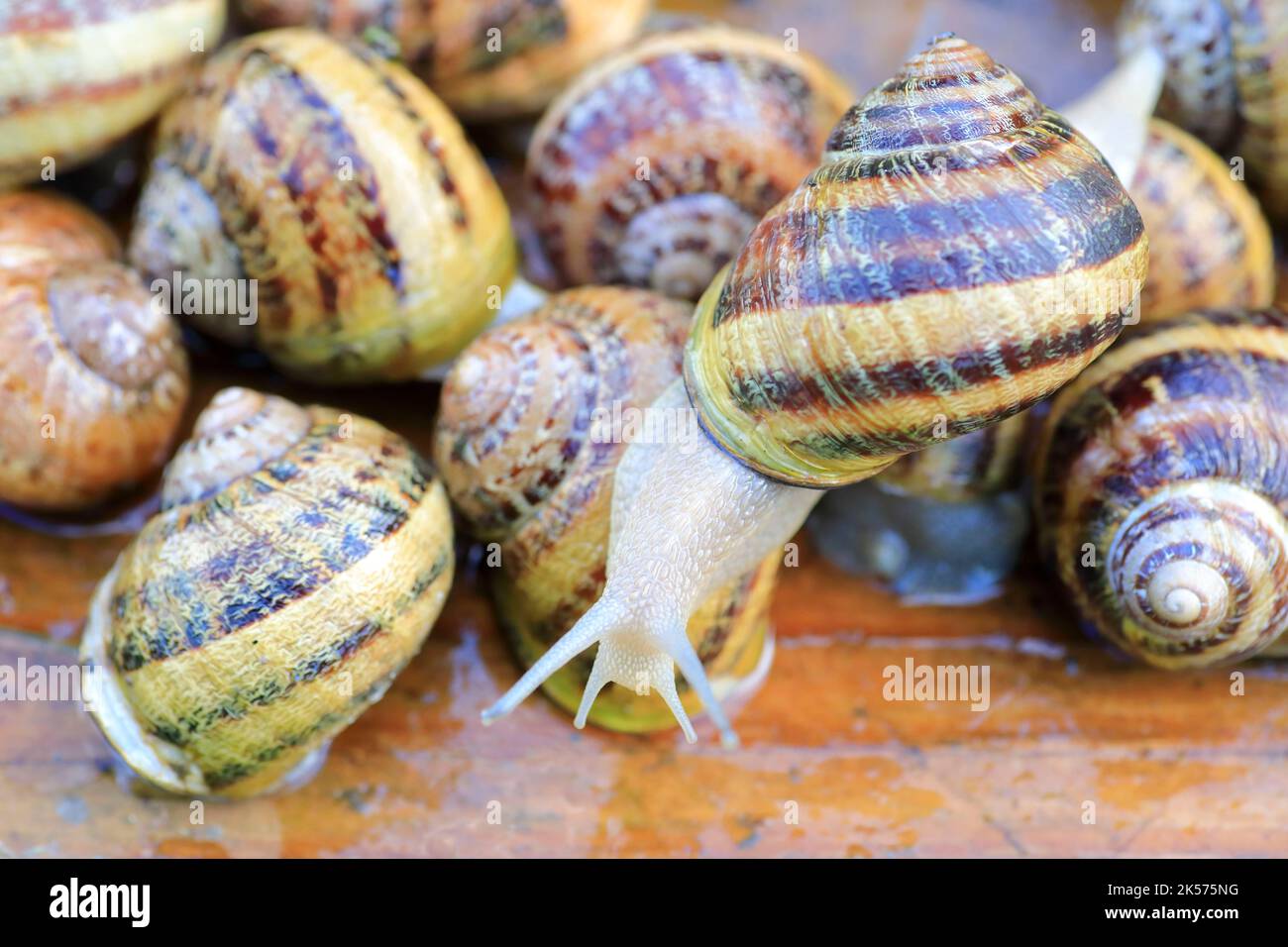 France, Cote d'Or, Auxois, Flavigny sur Ozerain (Most Beautiful ...