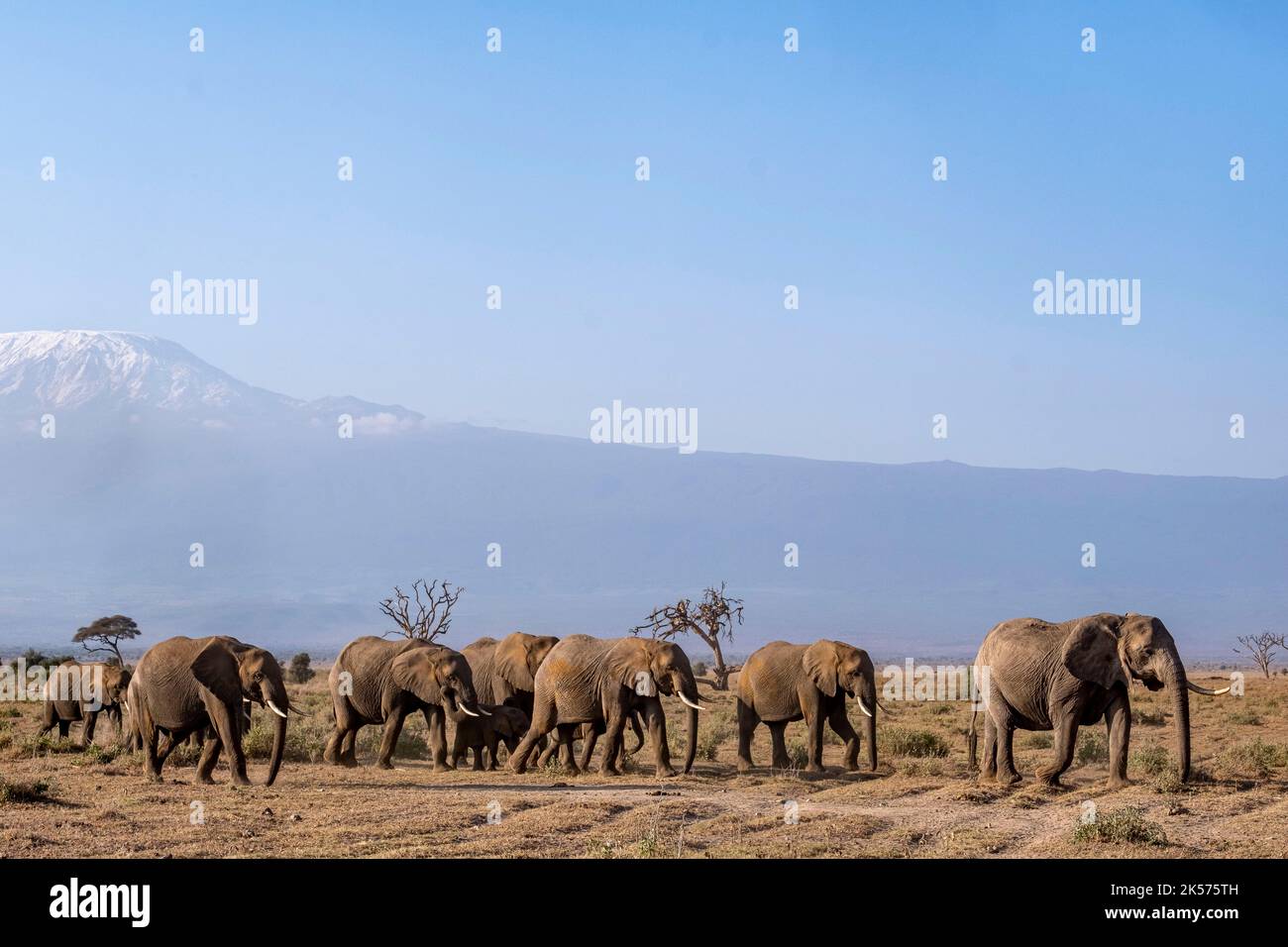 Kenya, Amboseli national park, african elephant (Loxodonta africana ...