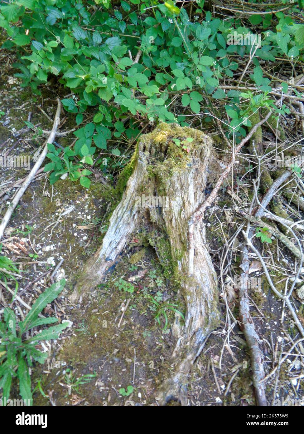 Intimate woodland landscapes demonstration patterns and textures in ...