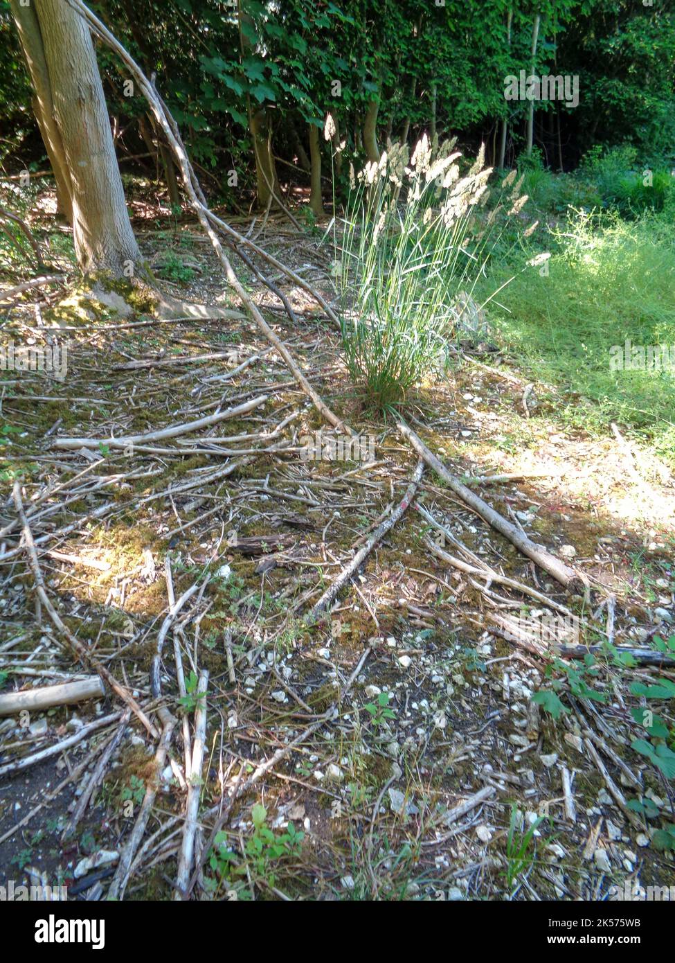 Intimate woodland landscapes demonstration patterns and textures in ...