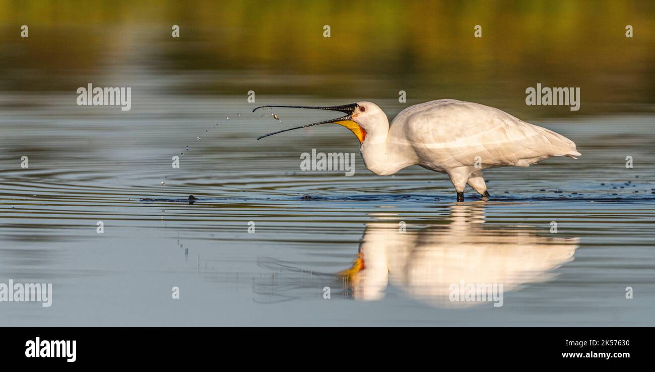 France, Somme, Baie de Somme, Le Crotoy, Marais du Crotoy, Eurasian ...