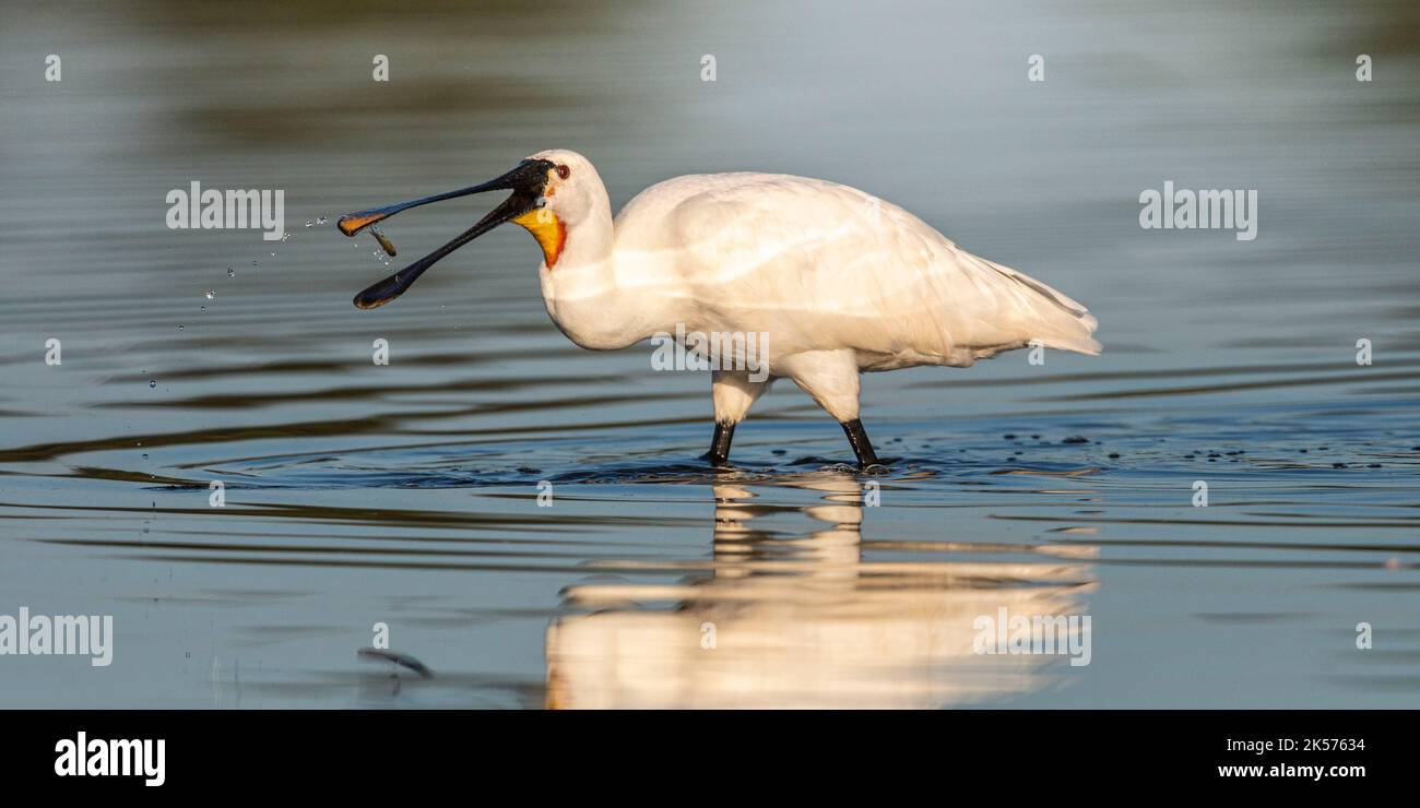 France, Somme, Baie de Somme, Le Crotoy, Marais du Crotoy, Eurasian ...