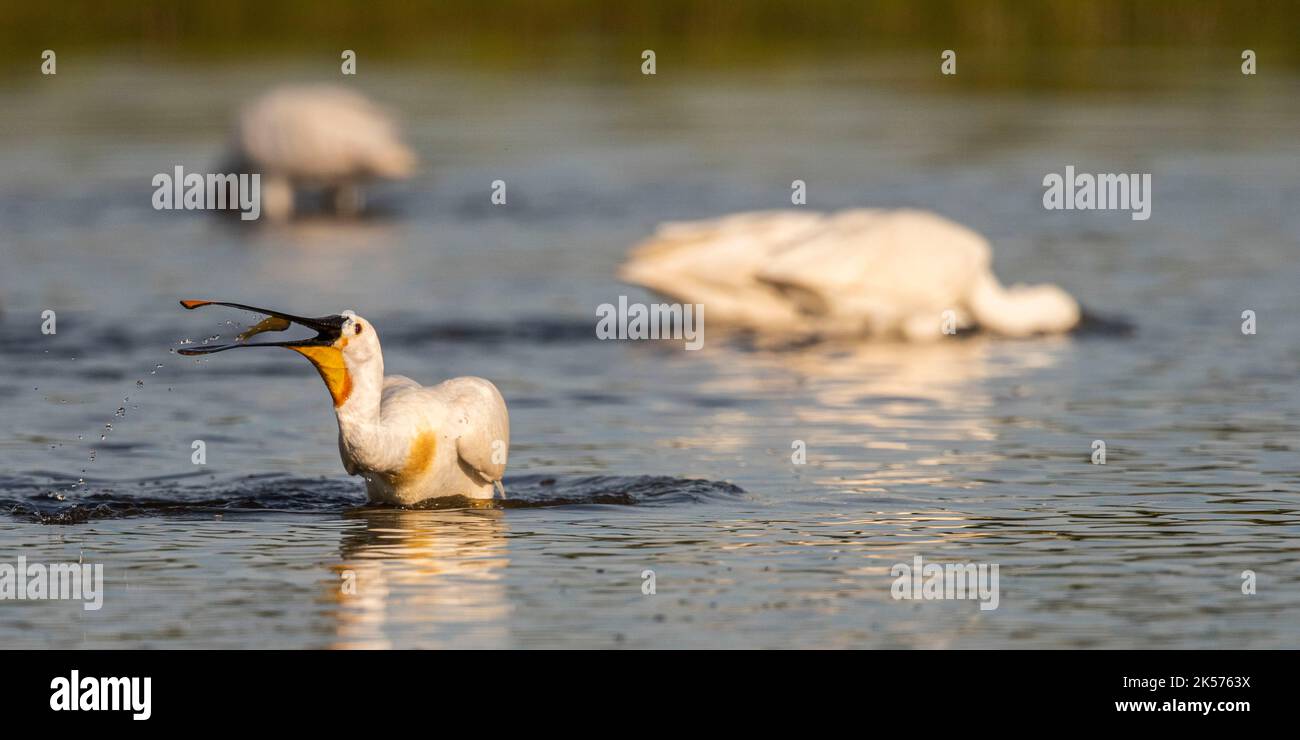 France, Somme, Baie de Somme, Le Crotoy, Marais du Crotoy, Eurasian ...