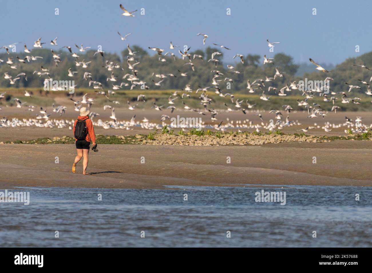 France, Somme, Somme Bay, Saint-Valery-sur-Somme, walkers in the ...