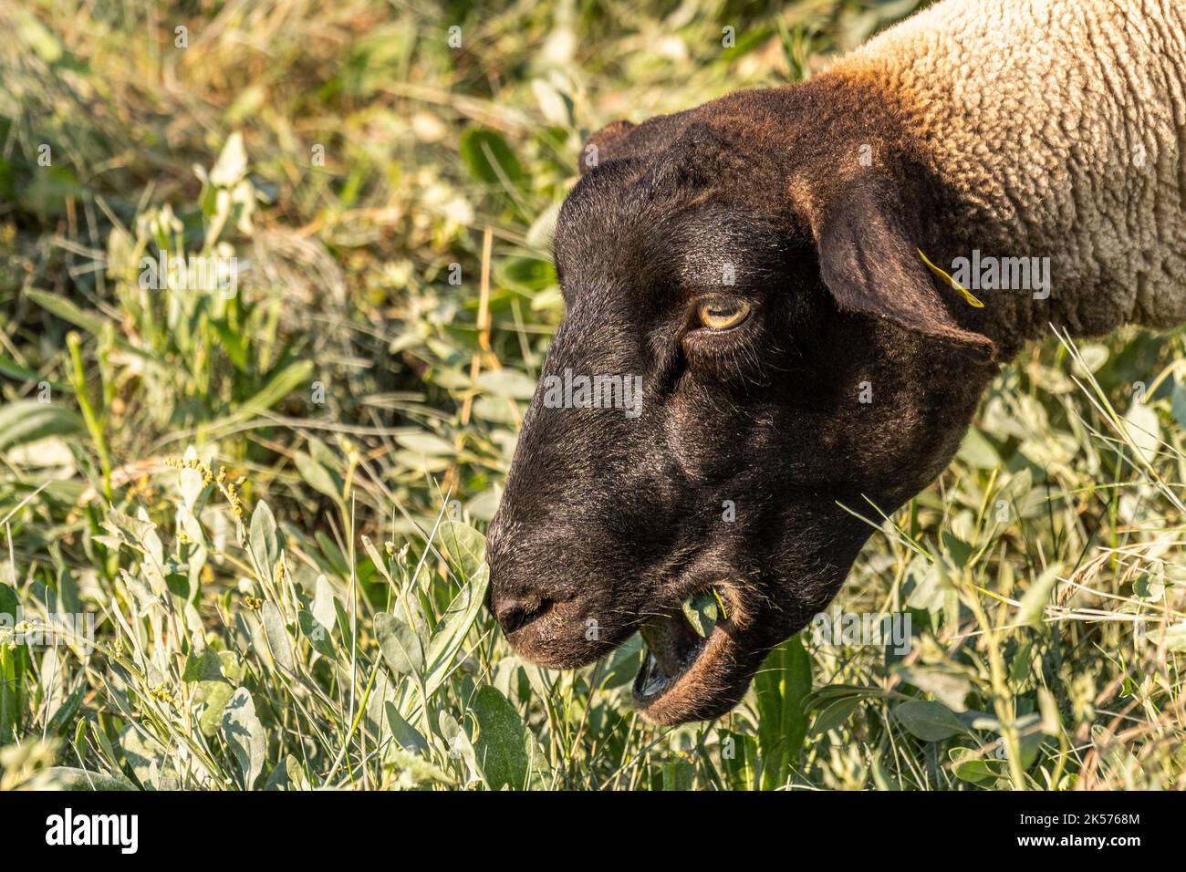 France, Somme, Somme Bay, Saint-Valery-sur-Somme, Cap Hornu, Herd of ...
