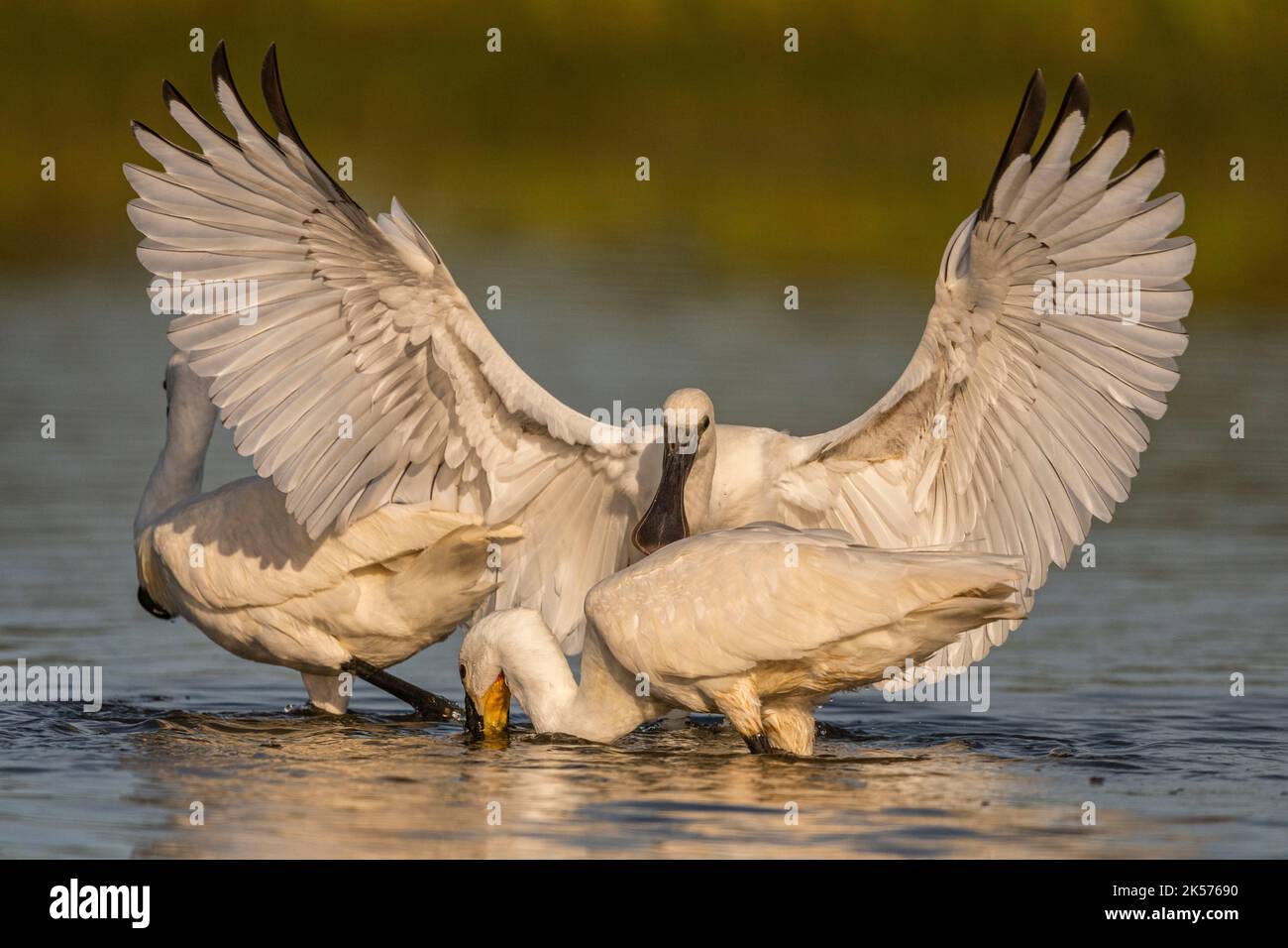 France, Somme, Baie de Somme, Le Crotoy, Marais du Crotoy, Eurasian ...