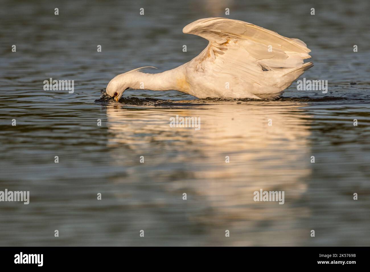 France, Somme, Baie de Somme, Le Crotoy, Marais du Crotoy, Eurasian ...