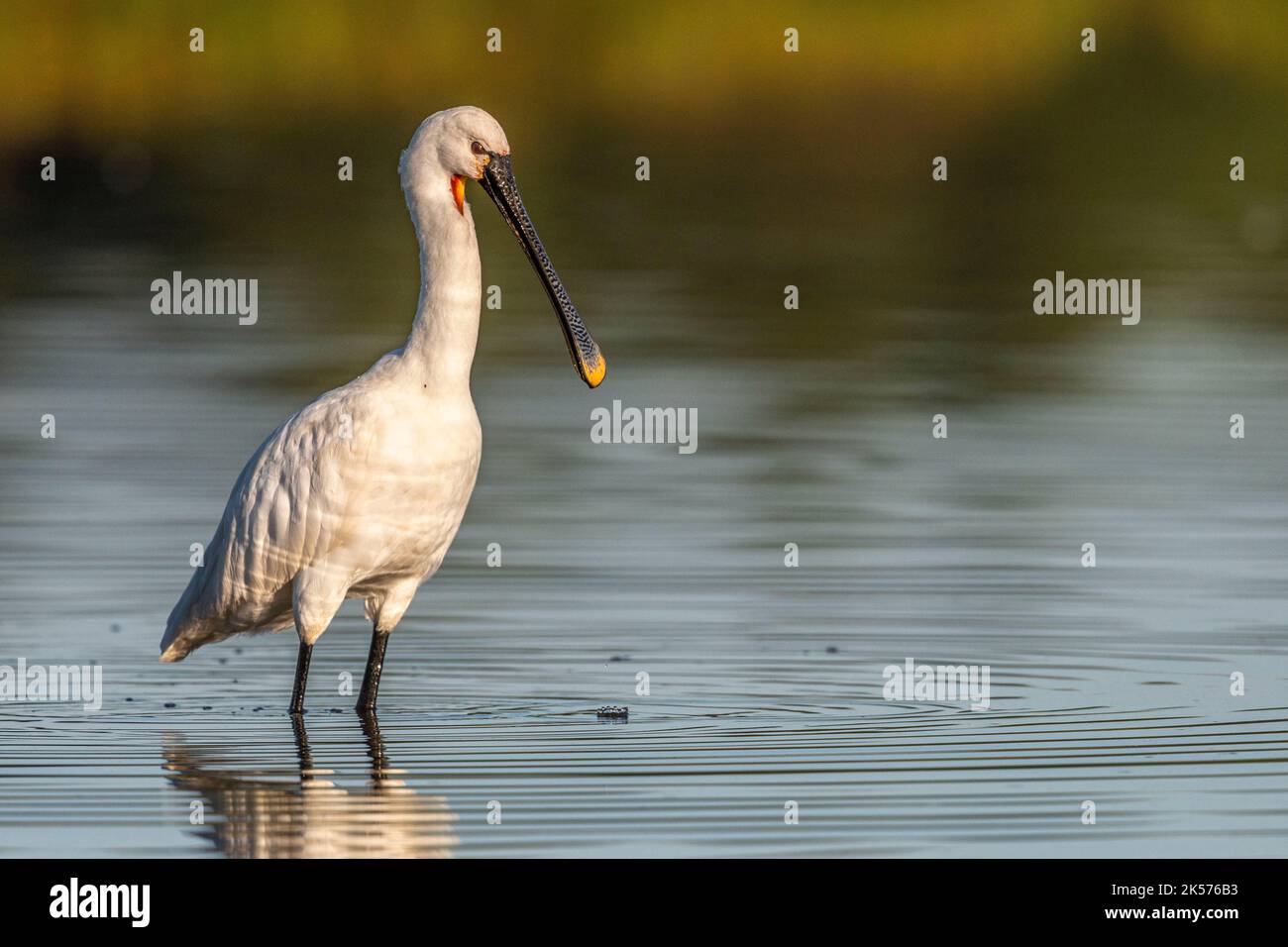 France, Somme, Baie de Somme, Le Crotoy, Marais du Crotoy, Eurasian ...