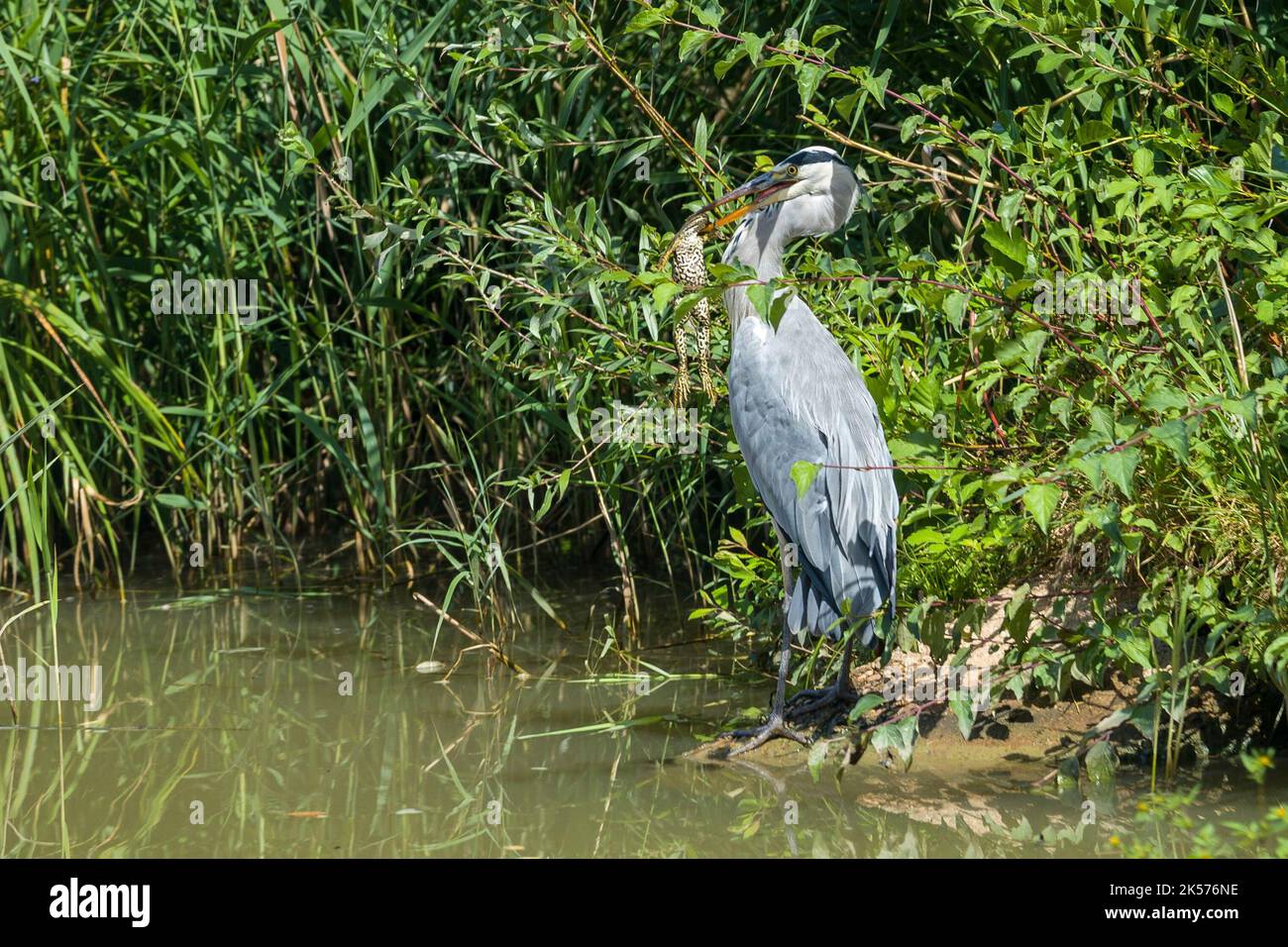 France, Saône-et-Loire, Fontaines, a heron fishing for a frog on the ...