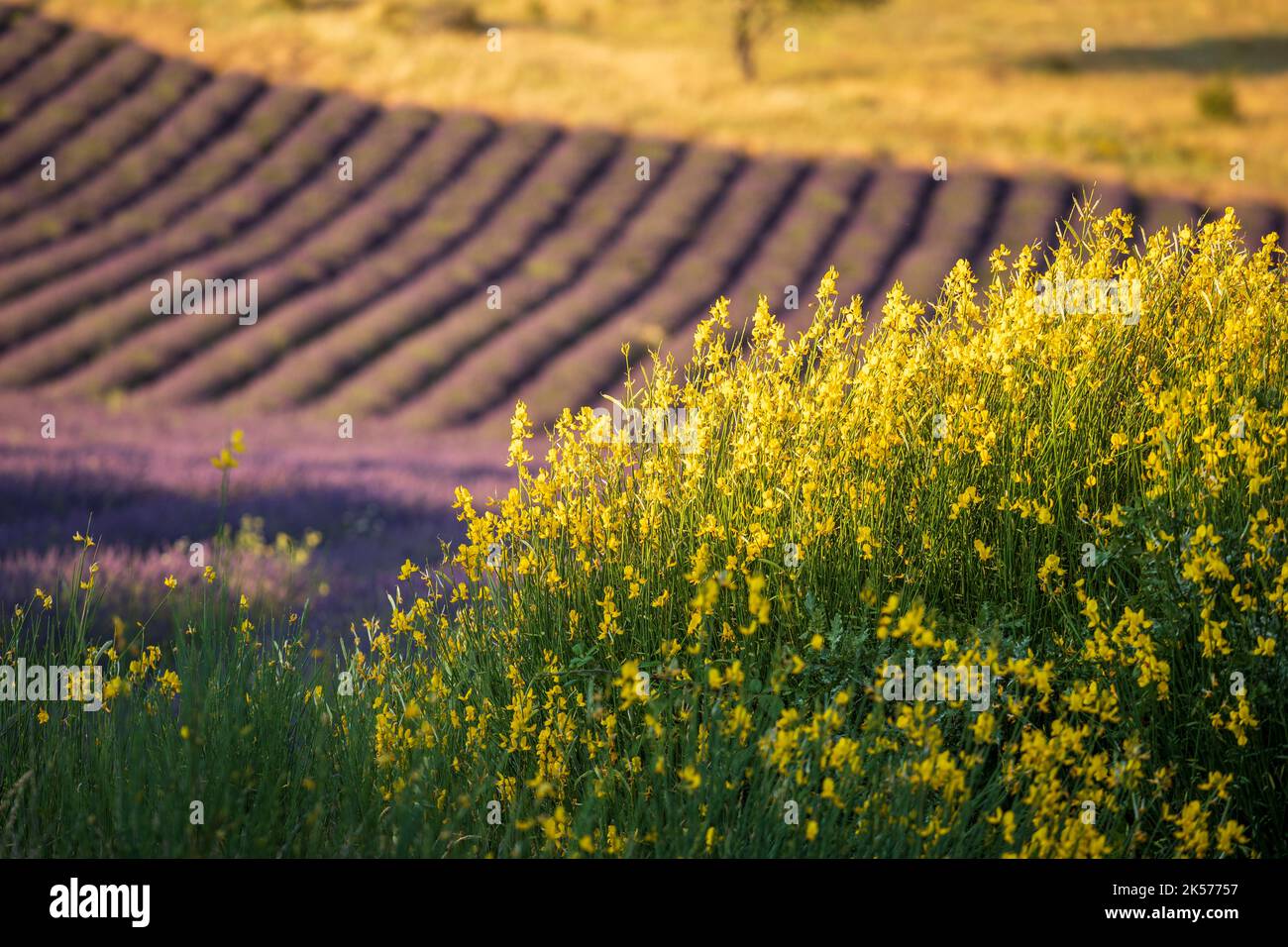 France, Vaucluse, Luberon regional natural park, Vachères, flowering ...