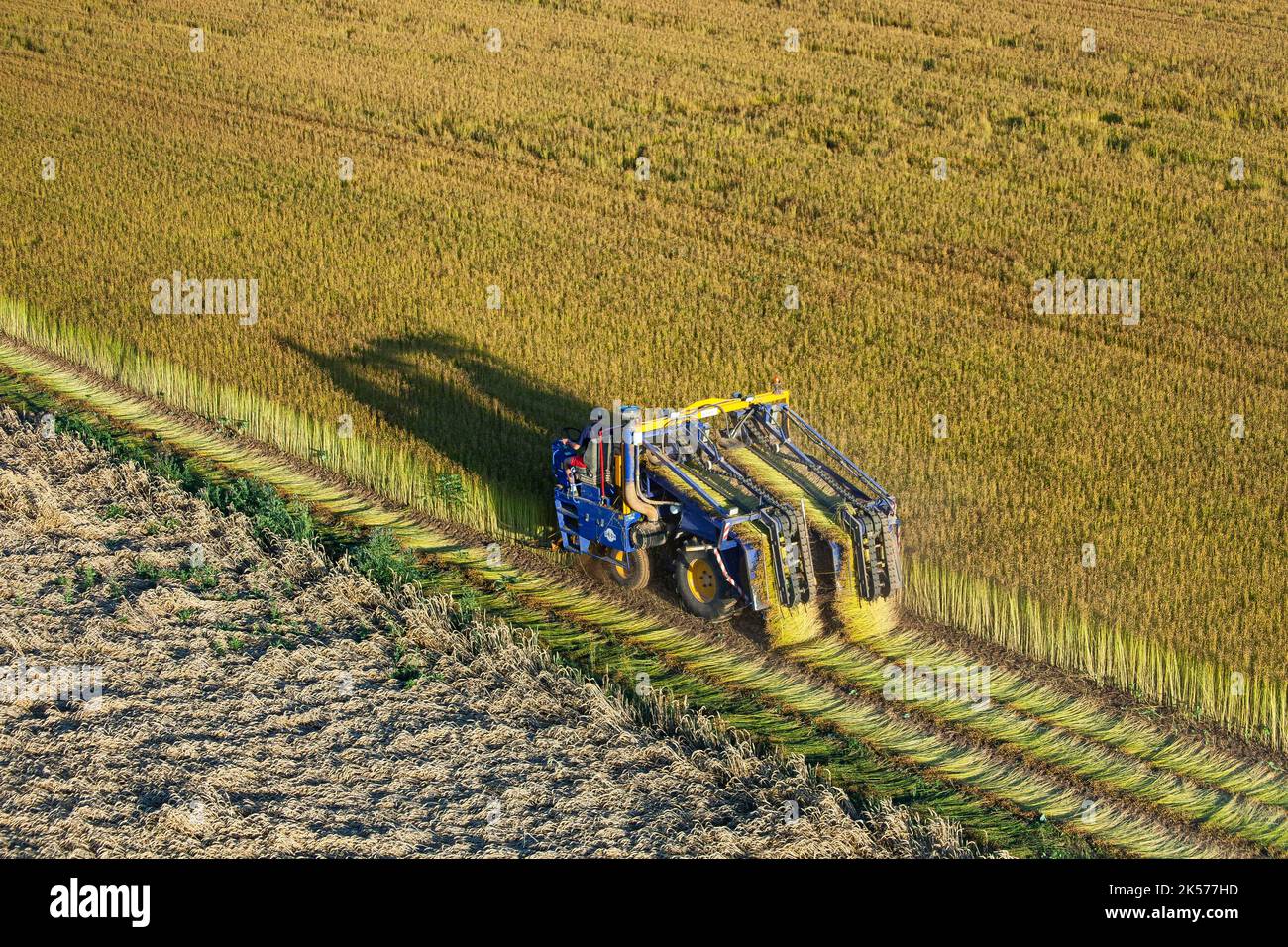 Harvesting flax for linen hi-res stock photography and images - Alamy