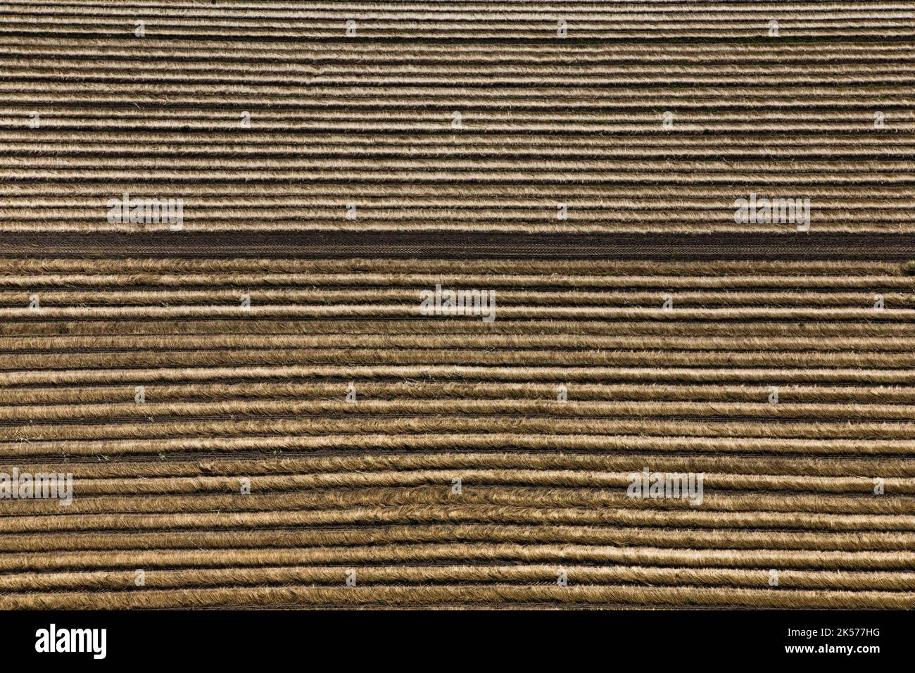 France, Haute Normandie, Seine Maritime, Offranville, flax field, flax ...