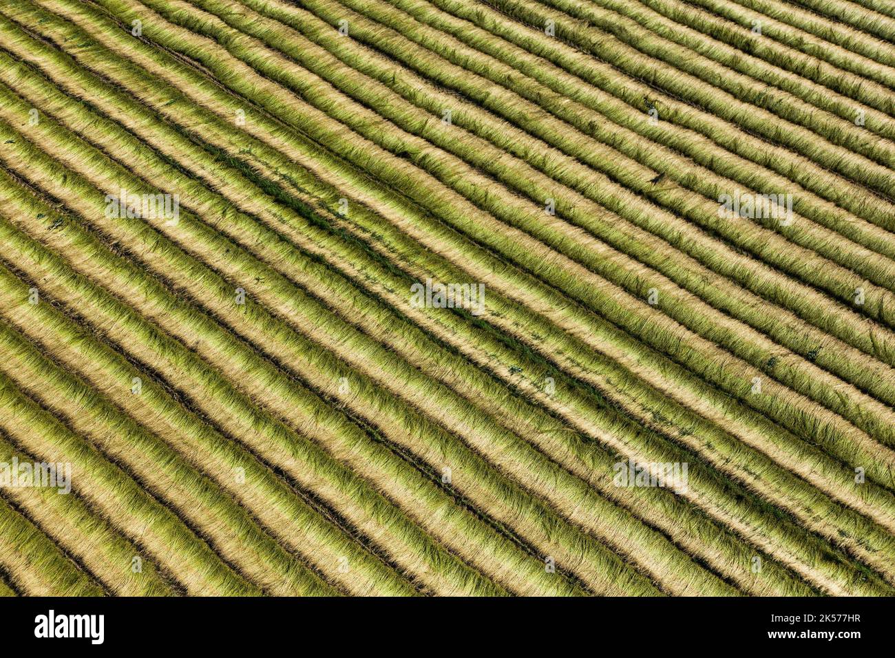 France, Haute Normandie, Seine Maritime, Offranville, flax field, flax ...