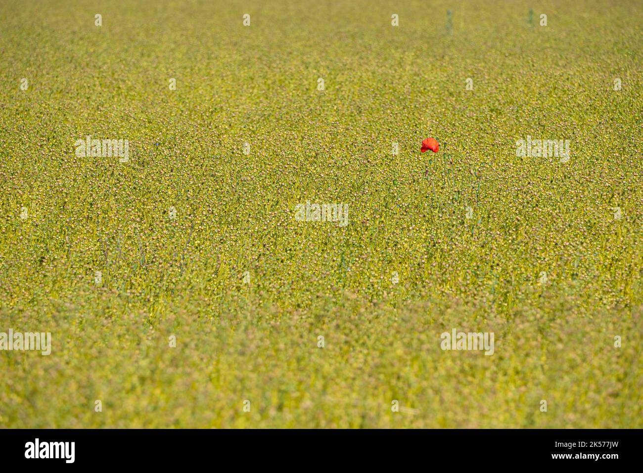 Flax poppy field hi-res stock photography and images - Alamy