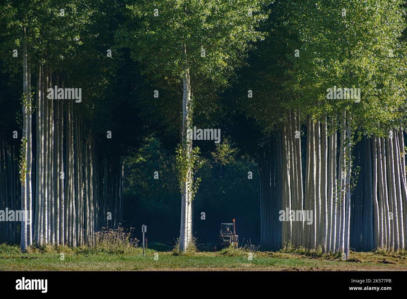 Poplar tree plantation hi-res stock photography and images - Alamy