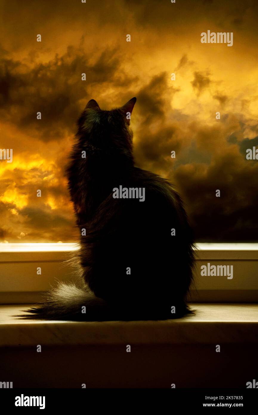 cat by the window looking outside Stock Photo - Alamy