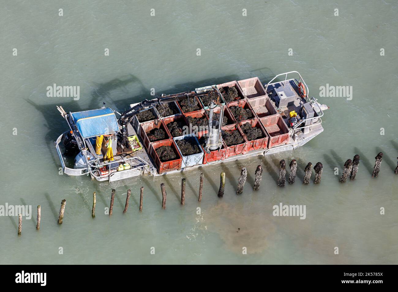 France, Charente Maritime, St Pierre d'Oleron, mussel boat collecting ...