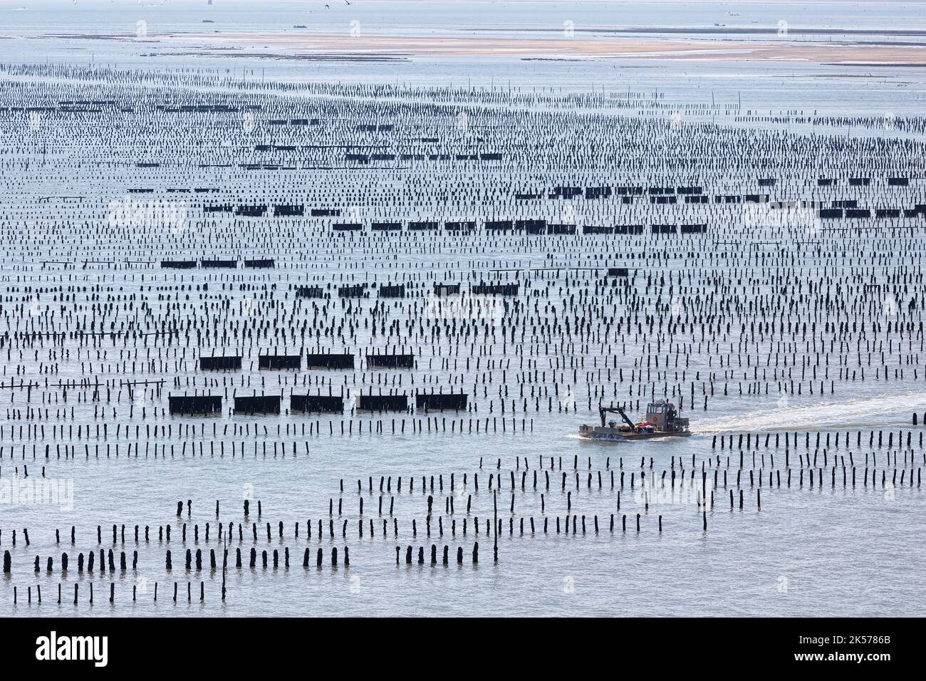 France, Charente Maritime, St Pierre d'Oleron, mussel boat in mussel ...