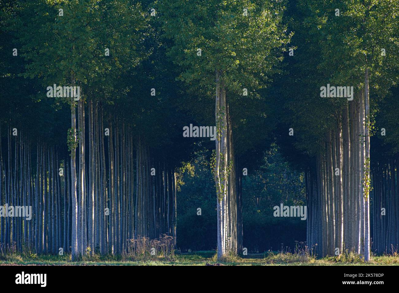 France, Indre et Loire, poplar tree plantation Stock Photo - Alamy