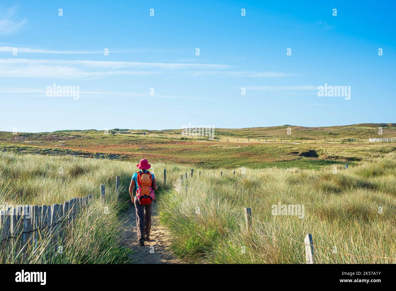 France, Morbihan, Saint-Pierre-Quiberon, Wild Coast, hike on the ...
