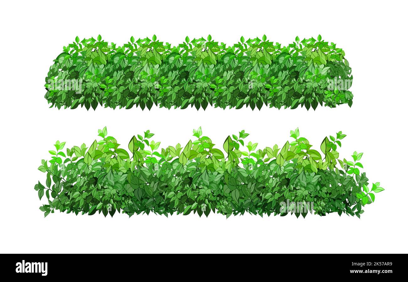 Realistic garden shrub, seasonal bush, boxwood, tree crown bush foliage ...