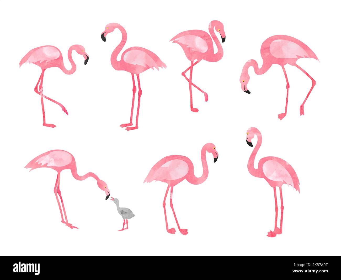 Set of watercolor flamingos isolated on white. Vector illustration of ...