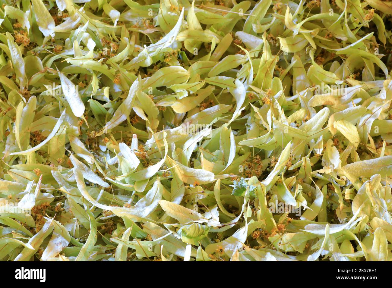 France, Drome, Drome Provencal, Les Baronnies, La Roche sur le Buis ...