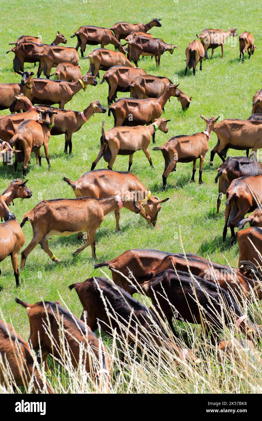 France, Drome, Drome Provencal, Vesc, Pracoutel farm, goats for the ...