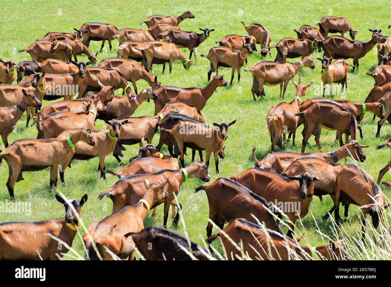 France, Drome, Drome Provencal, Vesc, Pracoutel farm, goats for the ...