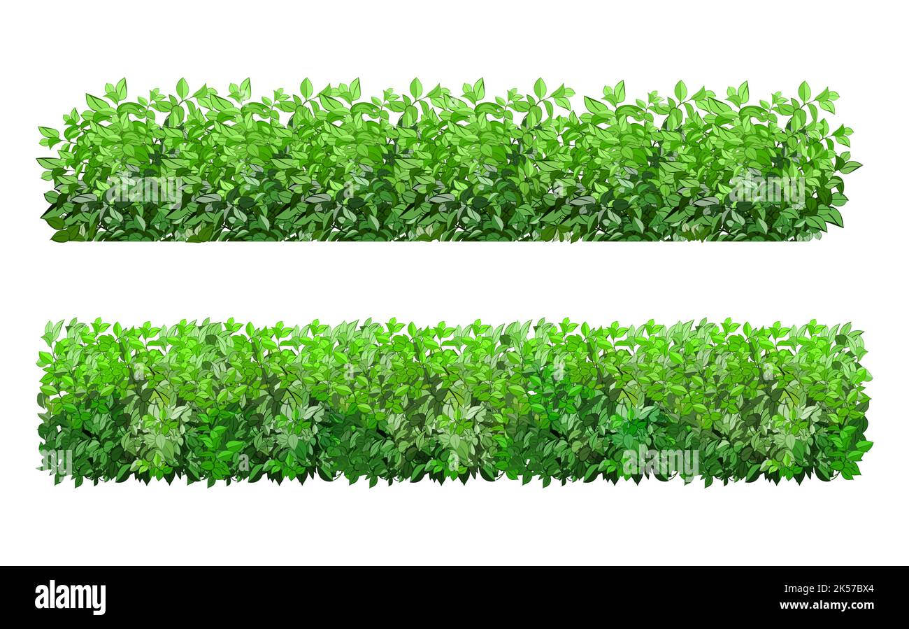 Realistic garden shrub, seasonal bush, boxwood, tree crown bush foliage ...