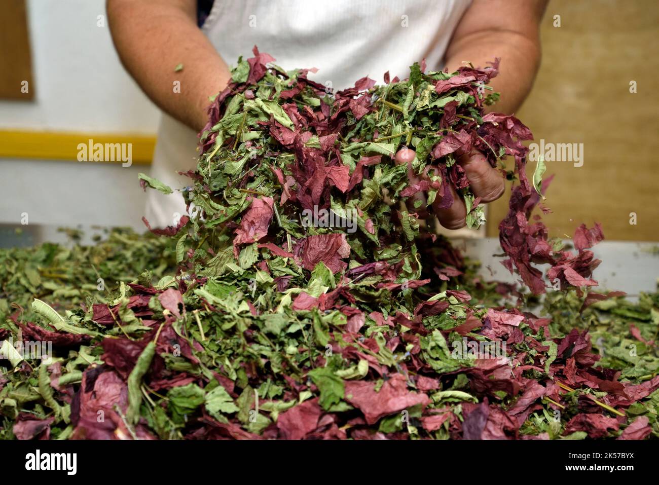 France, Doubs, Crouzet Migette, Sylvie Euvrard, producer of aromatic ...