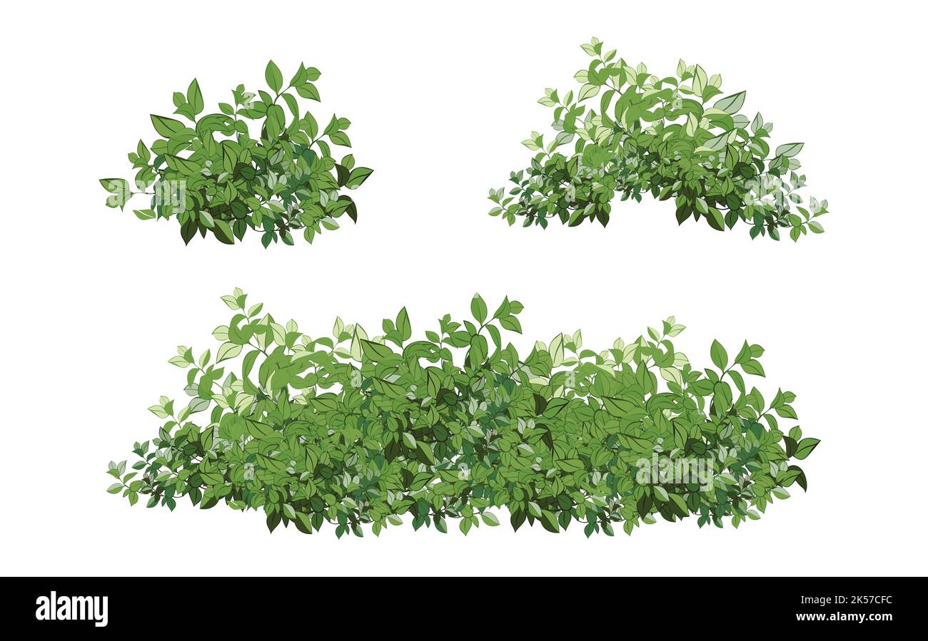 Realistic garden shrub, seasonal bush, boxwood, tree crown bush foliage ...