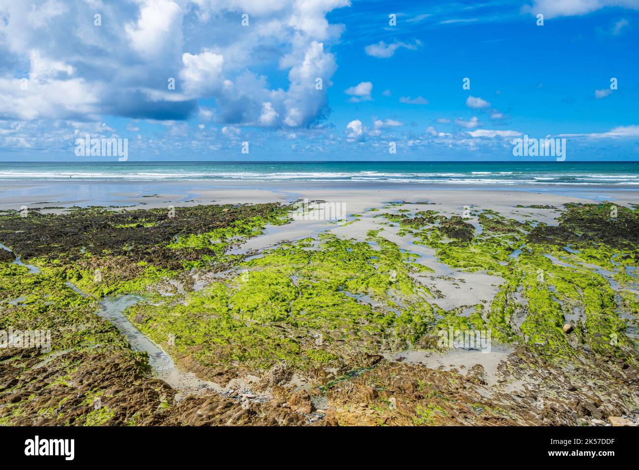 France, Finistere, Audierne Bay, Pouldreuzic, green algae pollution ...
