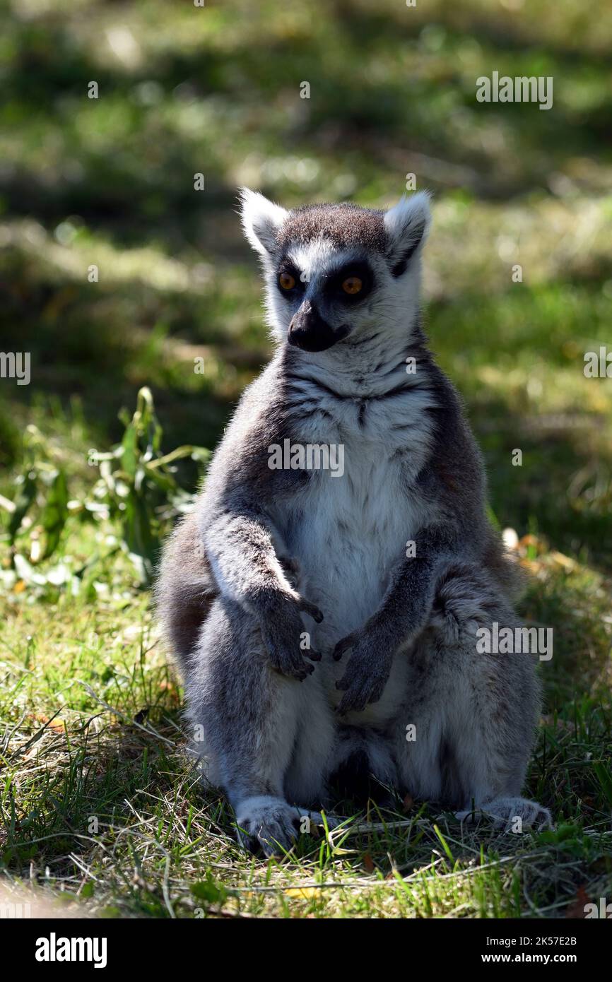 France, Moselle, Rhodes, animal park of Sainte Croix, Ring-tailed lemur ...