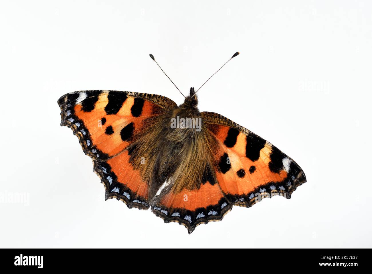 The small tortoise shell butterfly hi-res stock photography and images ...