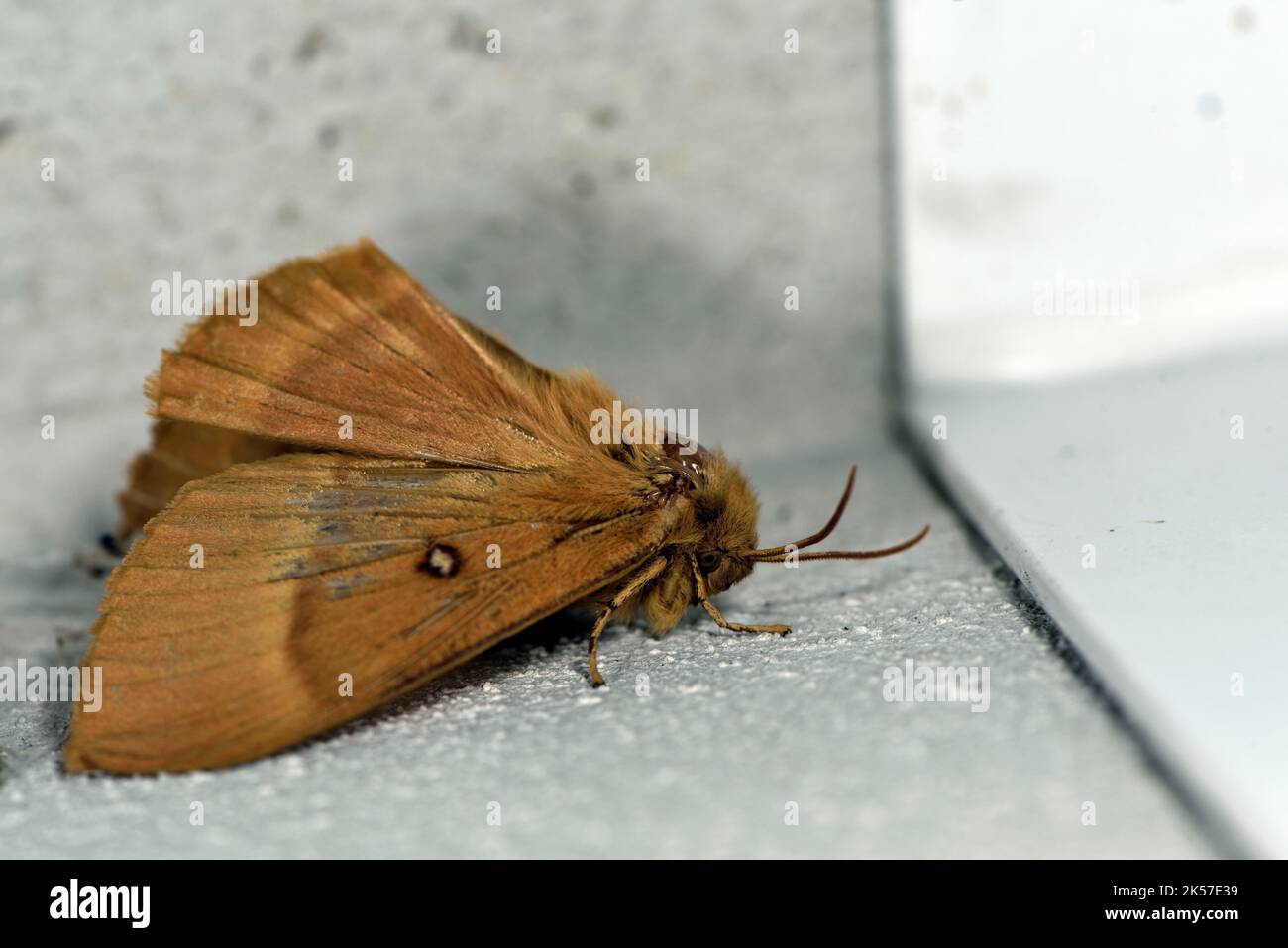 France, Territoire de Belfort, Belfort, window sill, butterfly ...