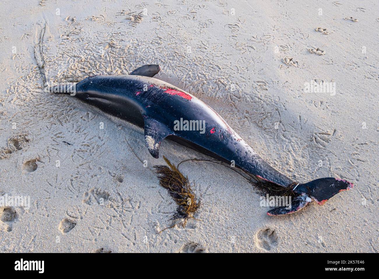 France, Finistere, Audierne Bay, Plouhinec, dolphin stranded on ...