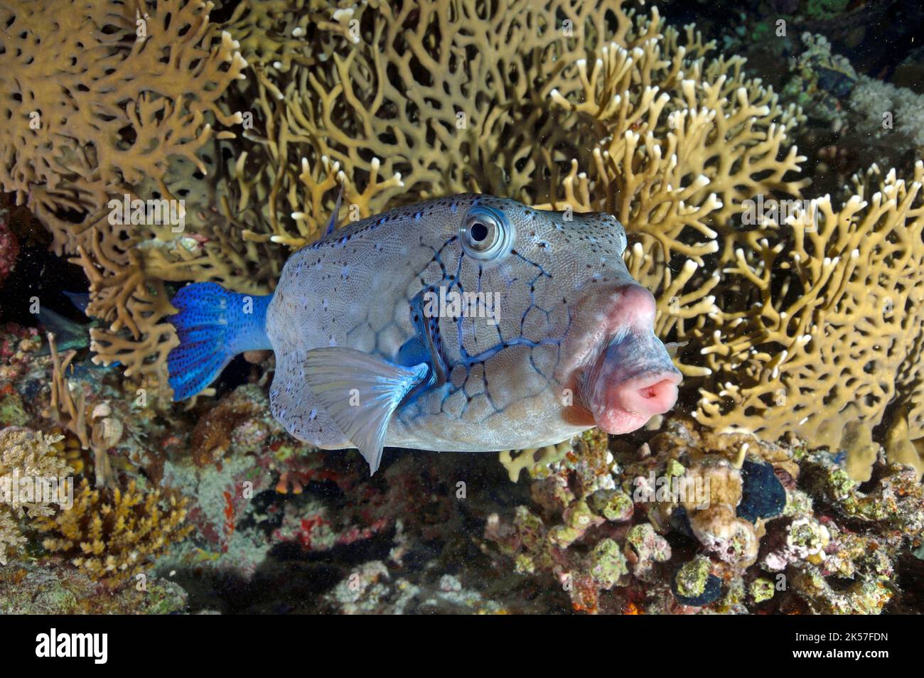 Egypt, Red Sea, a boxfish (Ostracion cubicus Stock Photo - Alamy