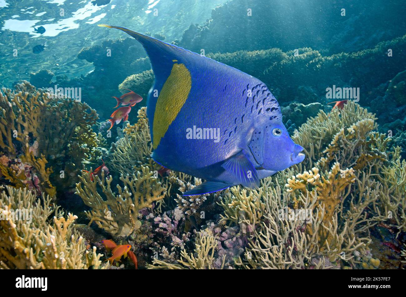 Egypt, Red Sea, a coral reef with a yellowbar angelfish (Pomacanthus ...